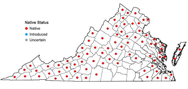 Digital Atlas of the Virginia Flora | Castanea dentata (Marshall ...