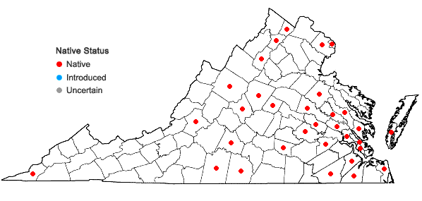 Digital Atlas of the Virginia Flora | Cenchrus longispinus (Hack.) Fern.