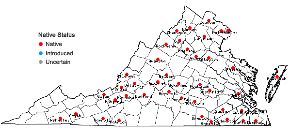 Digital Atlas of the Virginia Flora | Fontinalis novae-angliae Sullivant