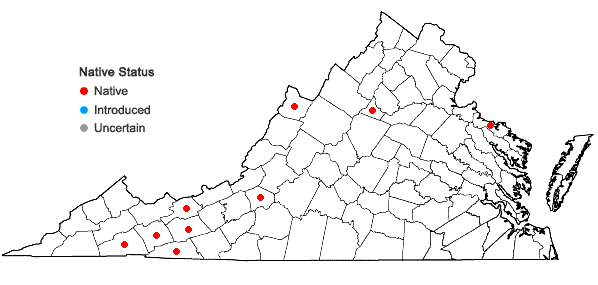 Digital Atlas of the Virginia Flora | Fragaria vesca L. var americana ...
