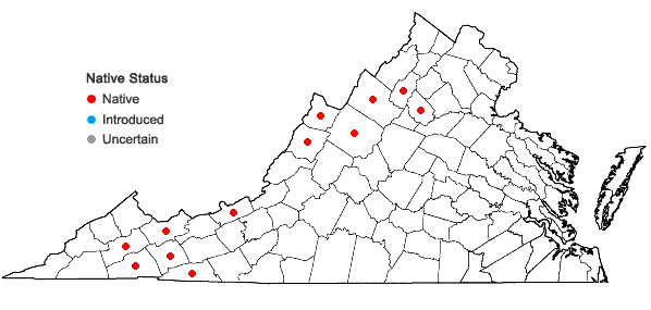 Digital Atlas of the Virginia Flora | Picea rubens Sargent