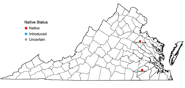 Digital Atlas of the Virginia Flora | Rhynchospora filifolia Gray