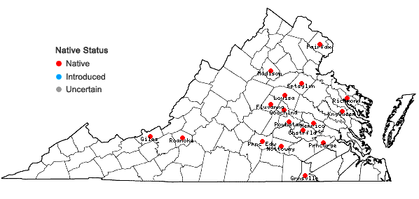 Digital Atlas of the Virginia Flora | Viola emarginata (Nutt.) Leconte